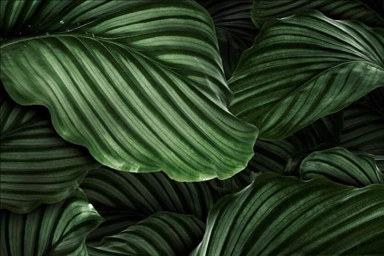 Guía completa para cuidar la calathea ungu en casa