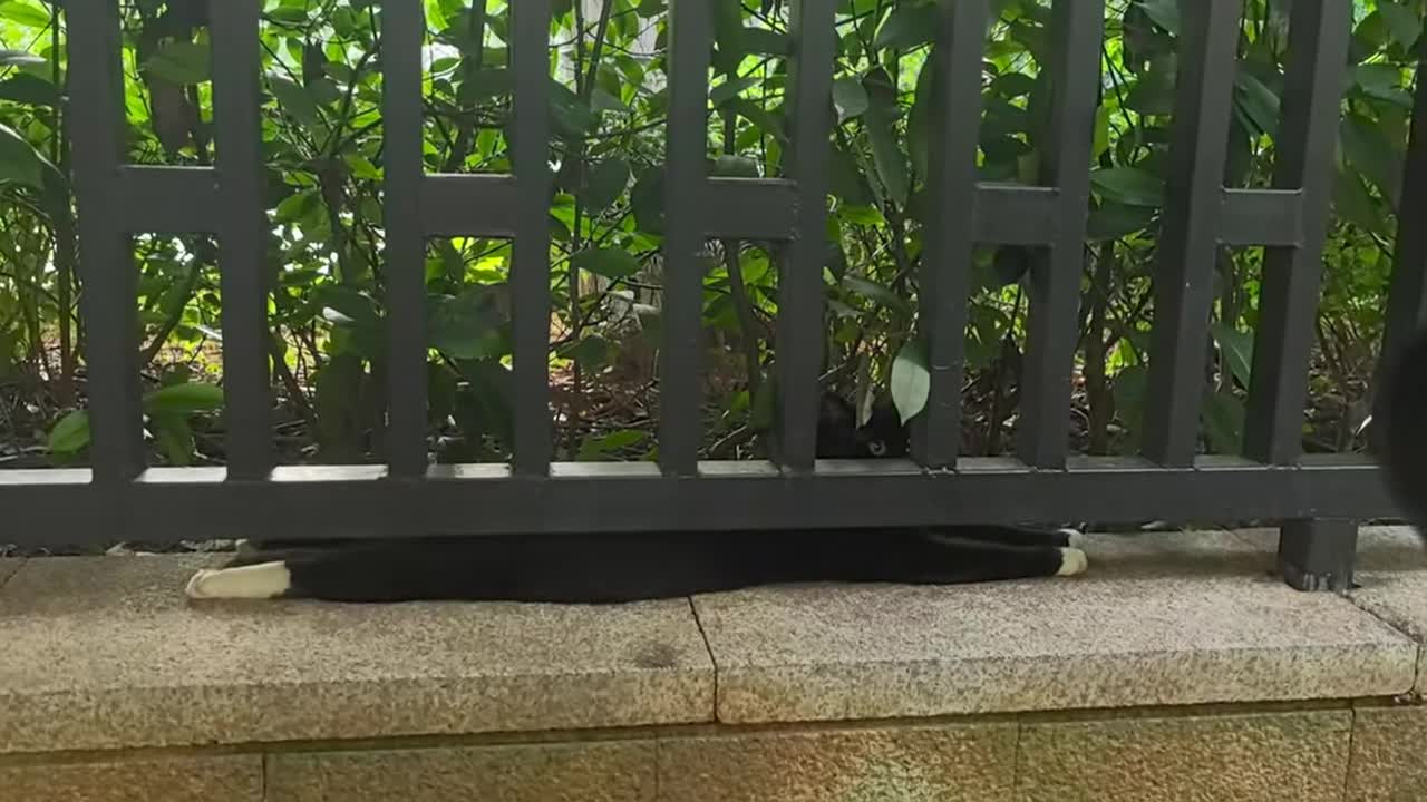 Black cat on stealth mode behind fence in Hunan, China
