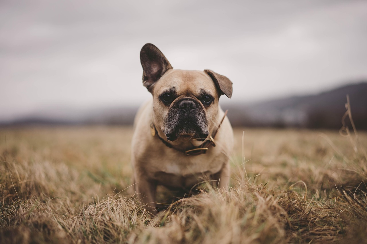10 Best Dog Breeds for Apartment Living