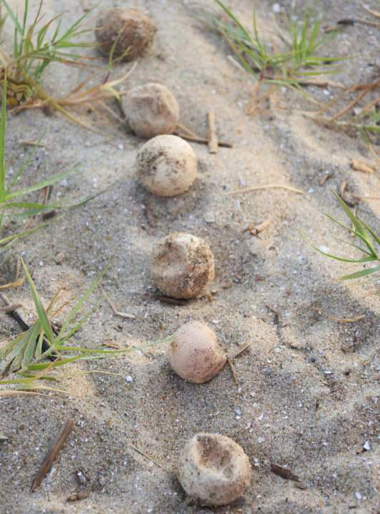 Tybee Marine Science Center logs 7th sea turtle nest