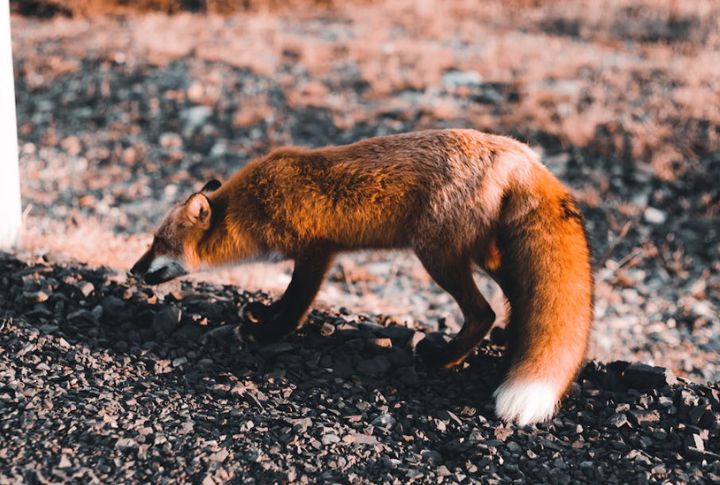 10 Problems You May Face After Burying A Pet In Your Backyard