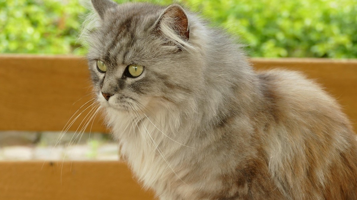 Do you believe this about cats? These 10 myths will change your mind