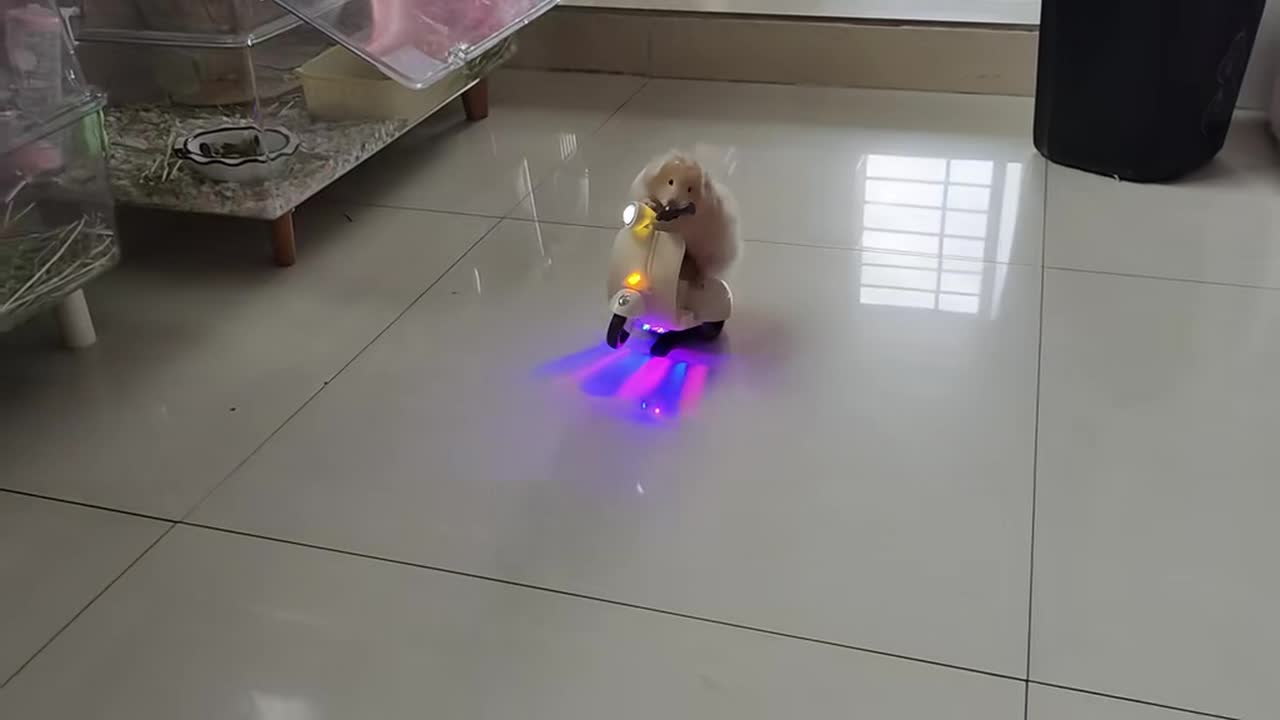 Hamster rides toy motorcycle and jumps off in Guangdong, China