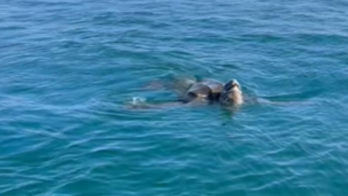 Wildlife watchers celebrate rare leatherback turtle sighting in Devon waters