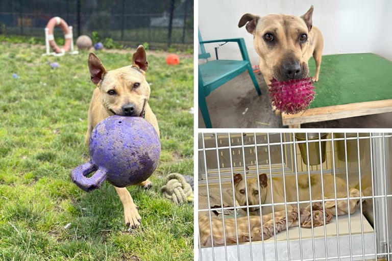 After 5 long years at the Babylon shelter, Jackie still hopes for a family