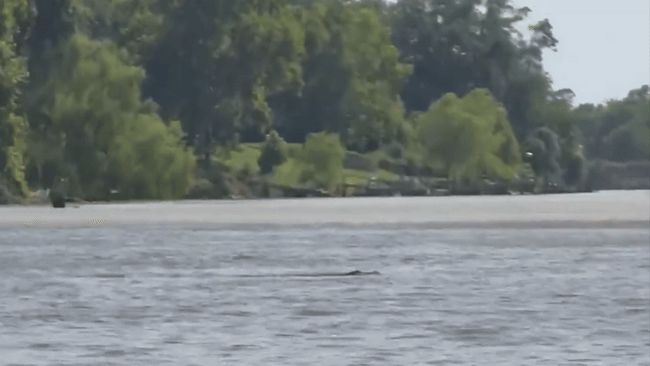 Texas Wakeboarder Unfazed by Alligator Swimming Nearby