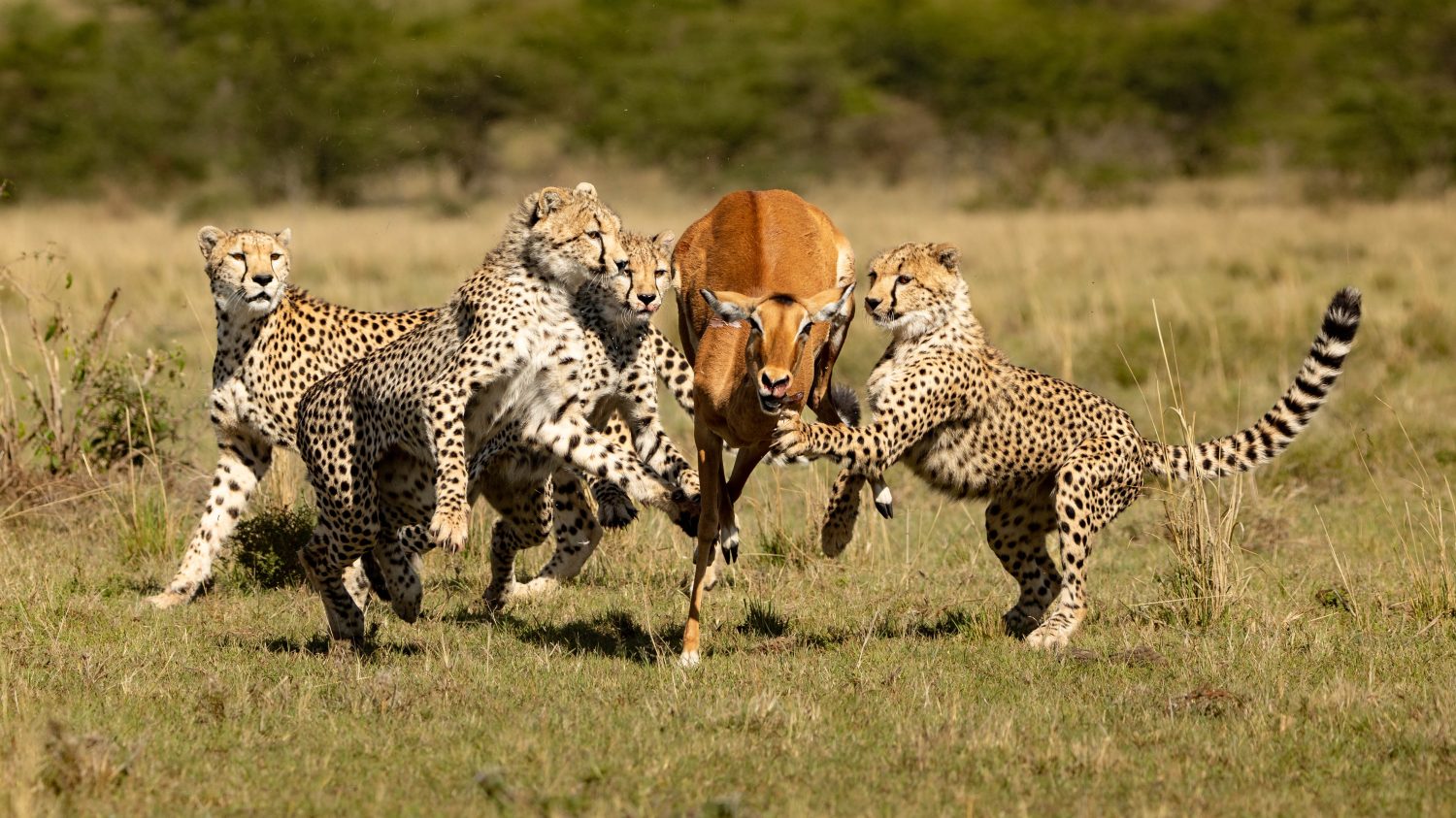 14 One-of-a-Kind Wildlife Moments Captured on Camera
