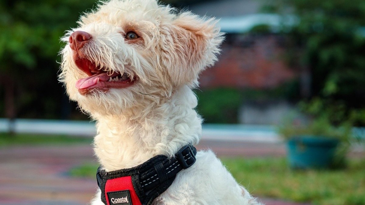 These 8 dog breeds create stronger emotional bonds with their humans