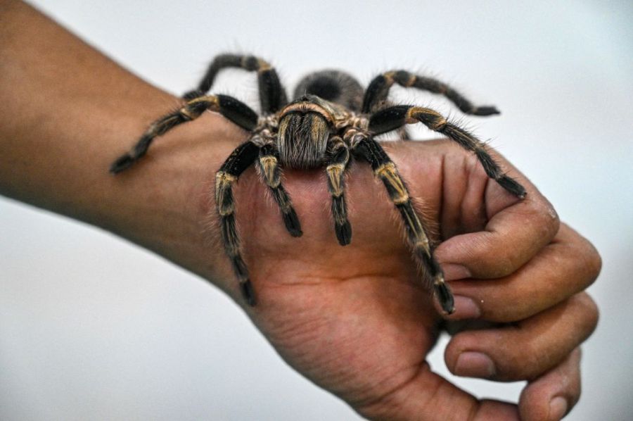 Tarantula mating season has begun: What to know