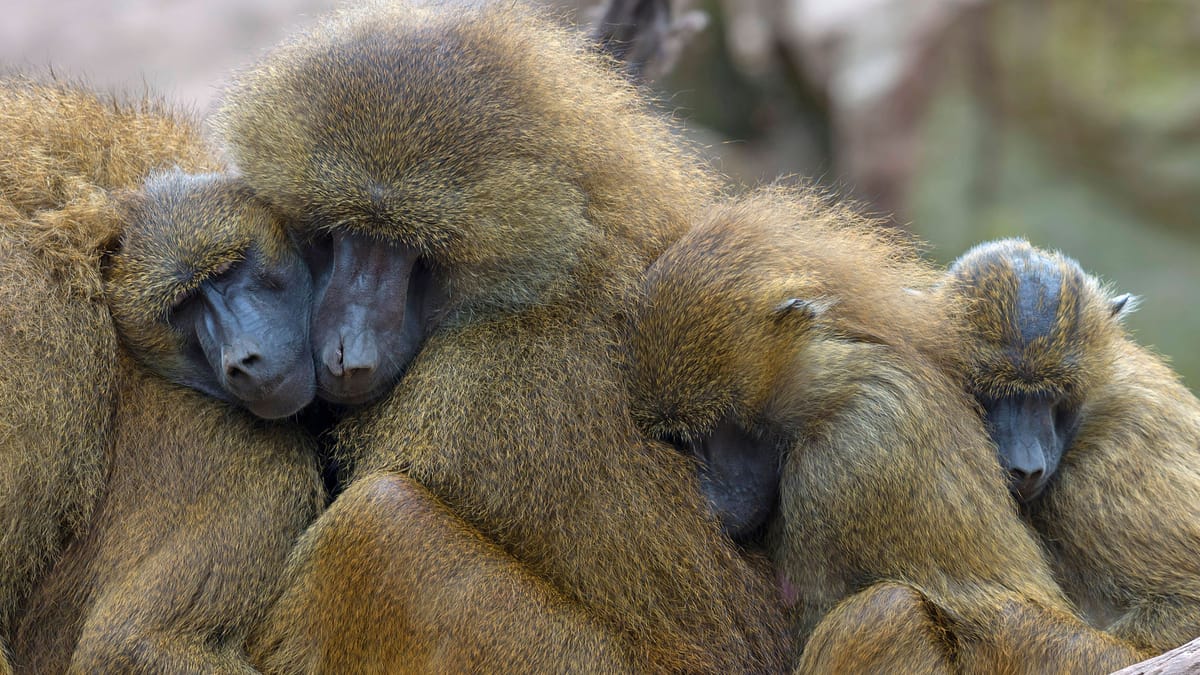 Paviane in Nürnberg getötet: Das sagt der Tierpark Hagenbeck aus Hamburg