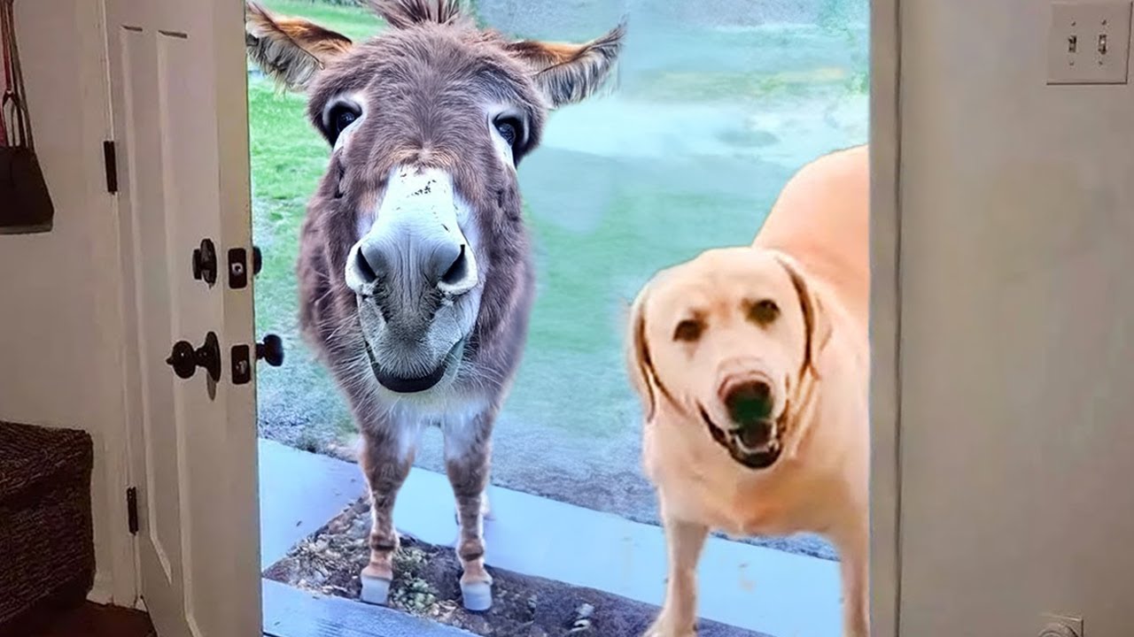 One Dog Turns Into Many in Funniest Farmyard Chaos