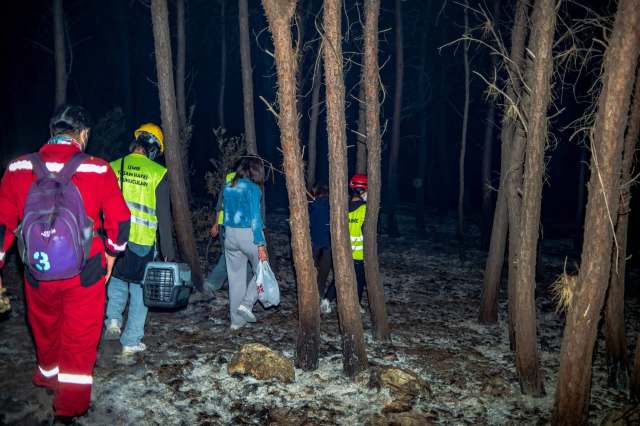 Volunteers spring into action to save injured animals after devastating ...
