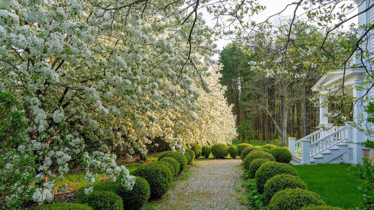 An English flower garden of one's own – how Pom Shillingford grew more ...