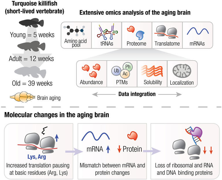 Study involving turquoise killifish pinpoints key mechanism of brain aging