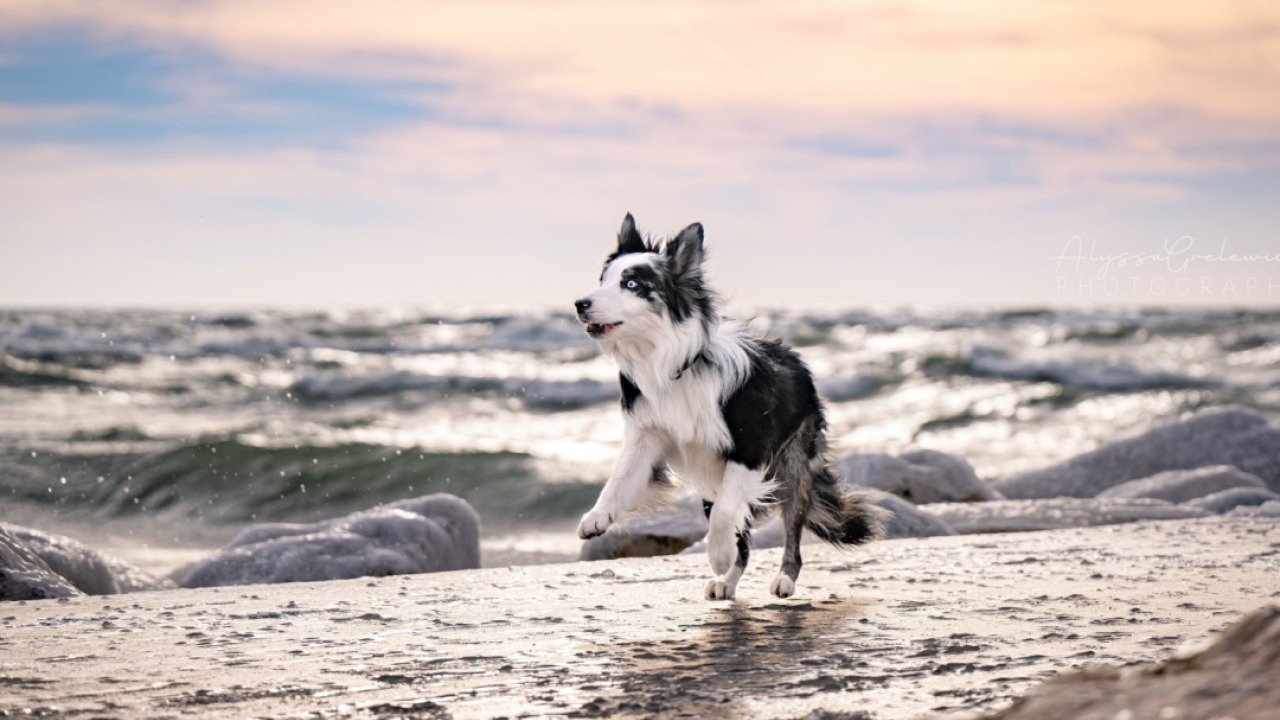 These 10 states have the healthiest dogs