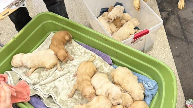 Dogs in Milton animal cruelty case placed in foster rescues