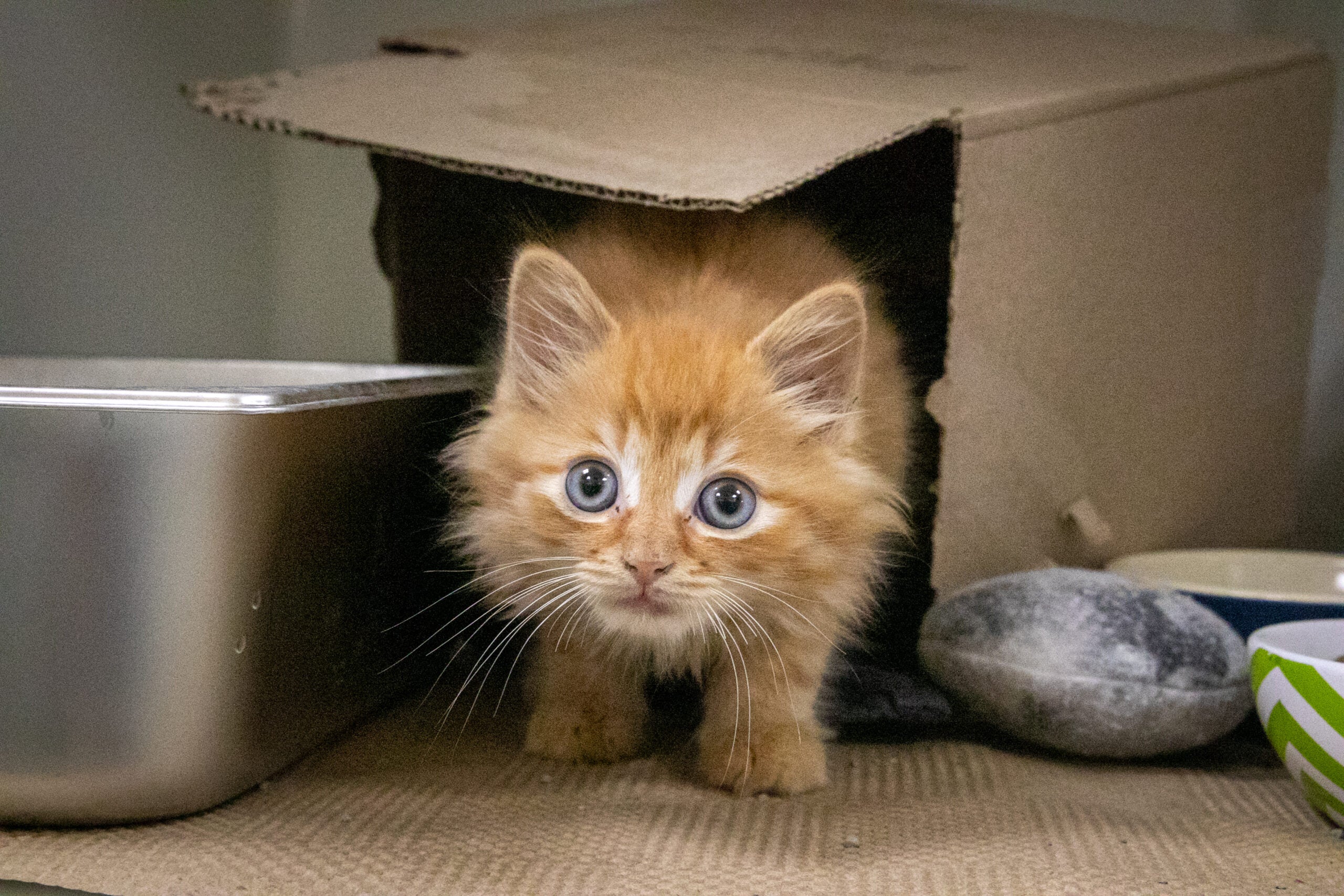 Kitten rescued from storm drain off I-95 after passerby summons ARL