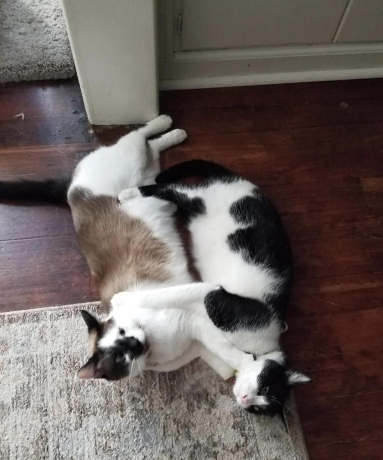 Stray Cat Strolls Through Family's Door — And Teaches Them A Lesson On Love