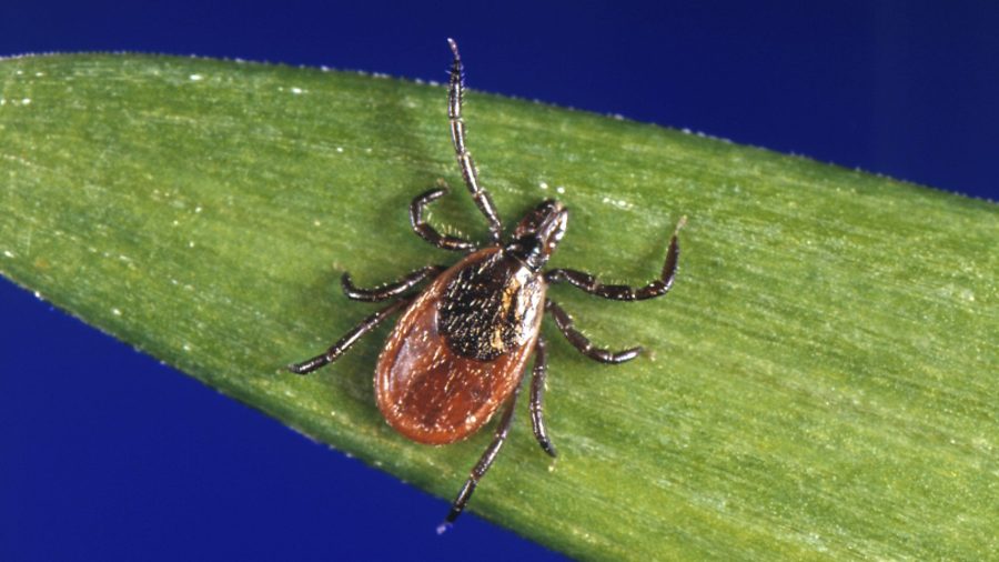 Everything you need to know about Lyme disease