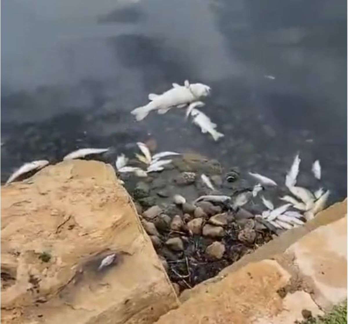 ‘A fish graveyard': At least 4,000 fish found dead in Bedford lake