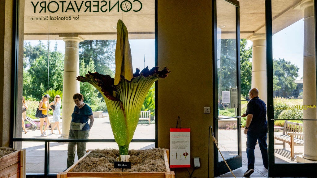 Stinky Corpse Flower blooms at the Huntington Library, but not for long