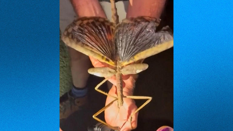 See video of the heaviest stick insect ever discovered in Australia