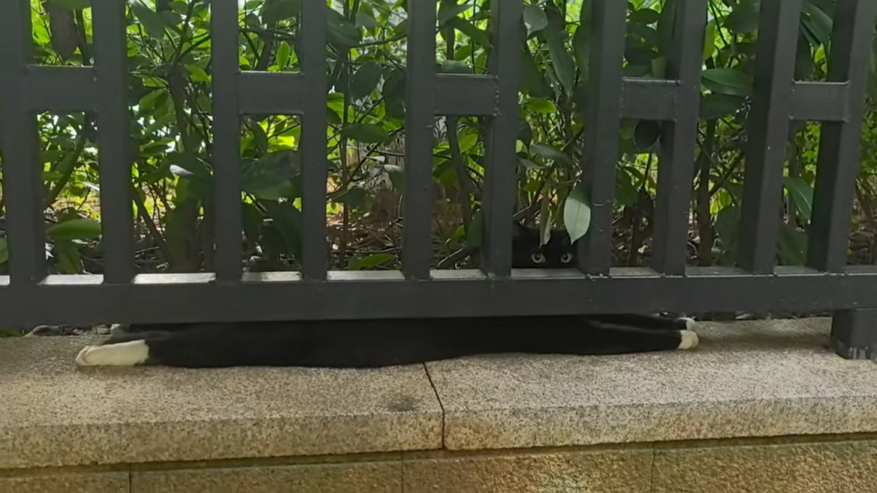 Black cat on stealth mode behind fence in Hunan, China