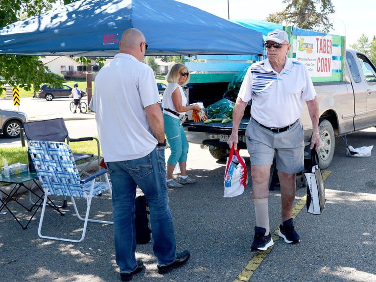 Annual Taber corn harvest ready to reach Albertans' tables