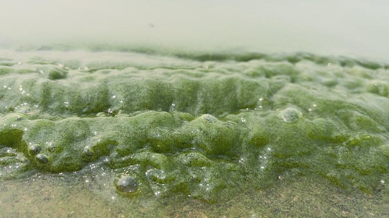 Algae blooms force kayaks off Minnedosa Lake