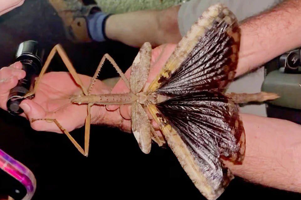 Científicos descubren un impresionante insecto pesado, lo sorprendente ...