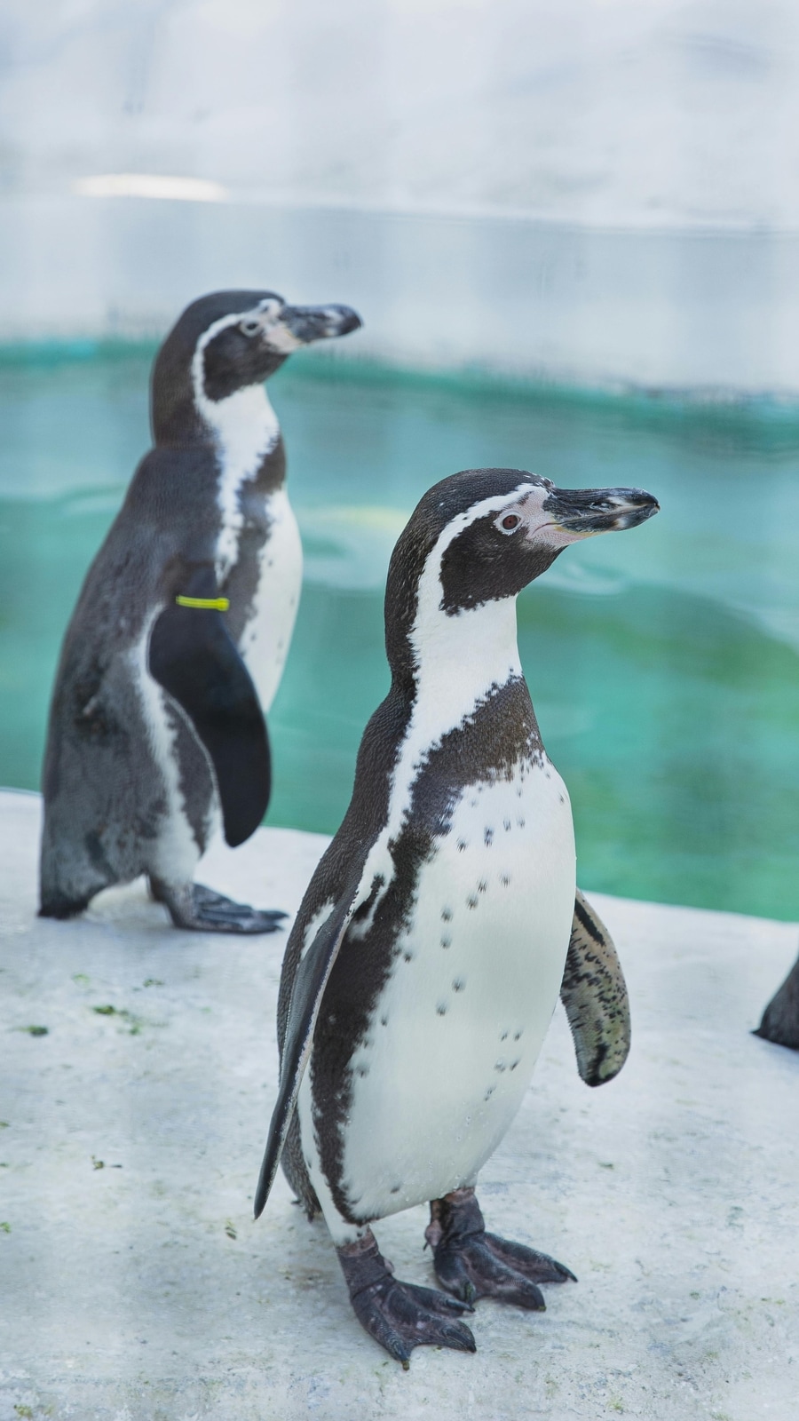 Surprising facts about penguins you probably didn’t know