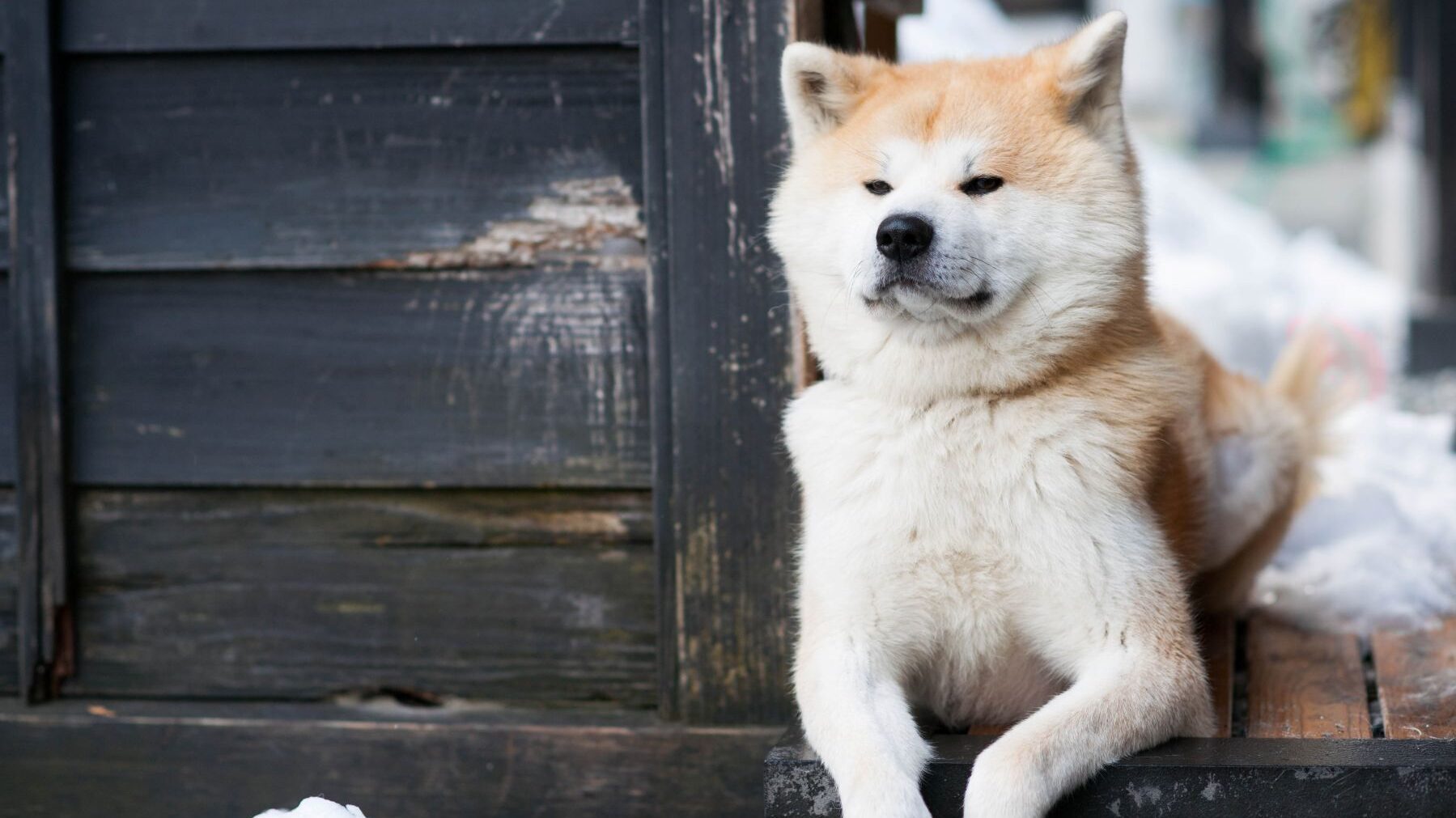 These dog breeds are the most beautiful in the world