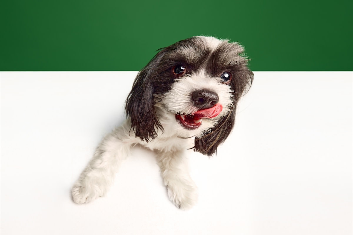 Cavapoo's Subway Reunion With Her Sibling Feels Like a Hallmark Movie ...