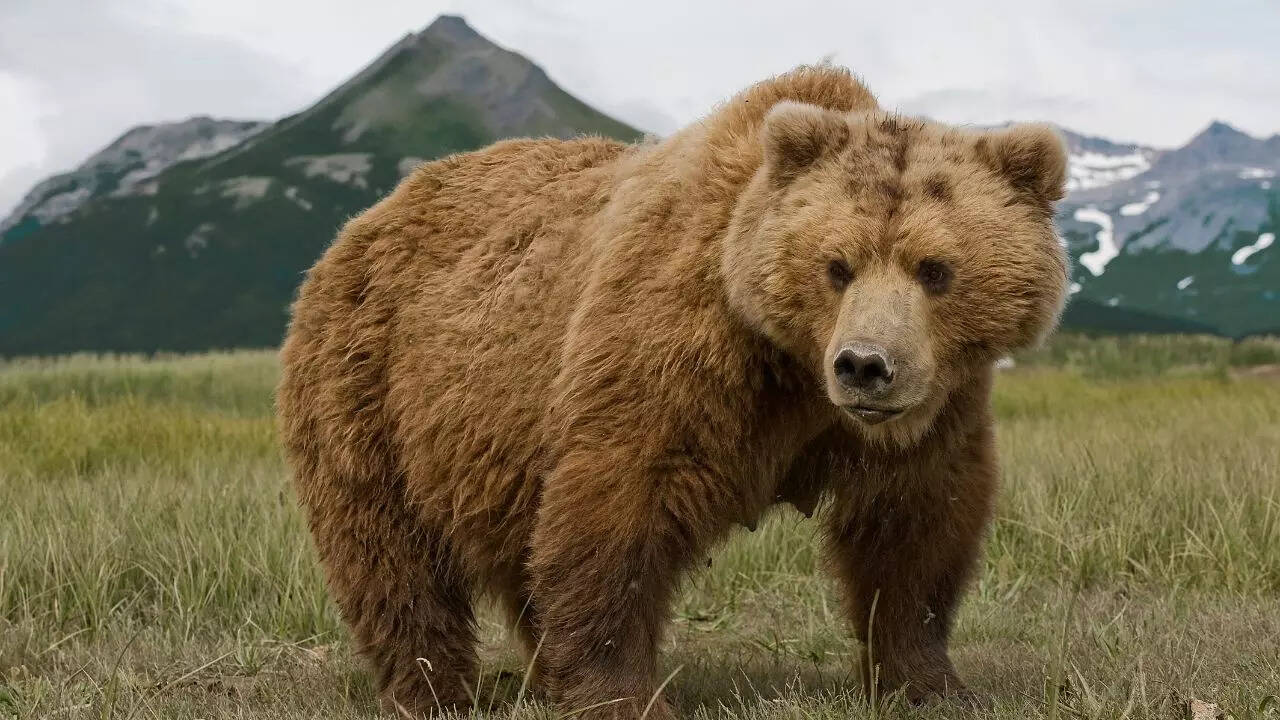 6 types of bears that show how nature adapts to extremes