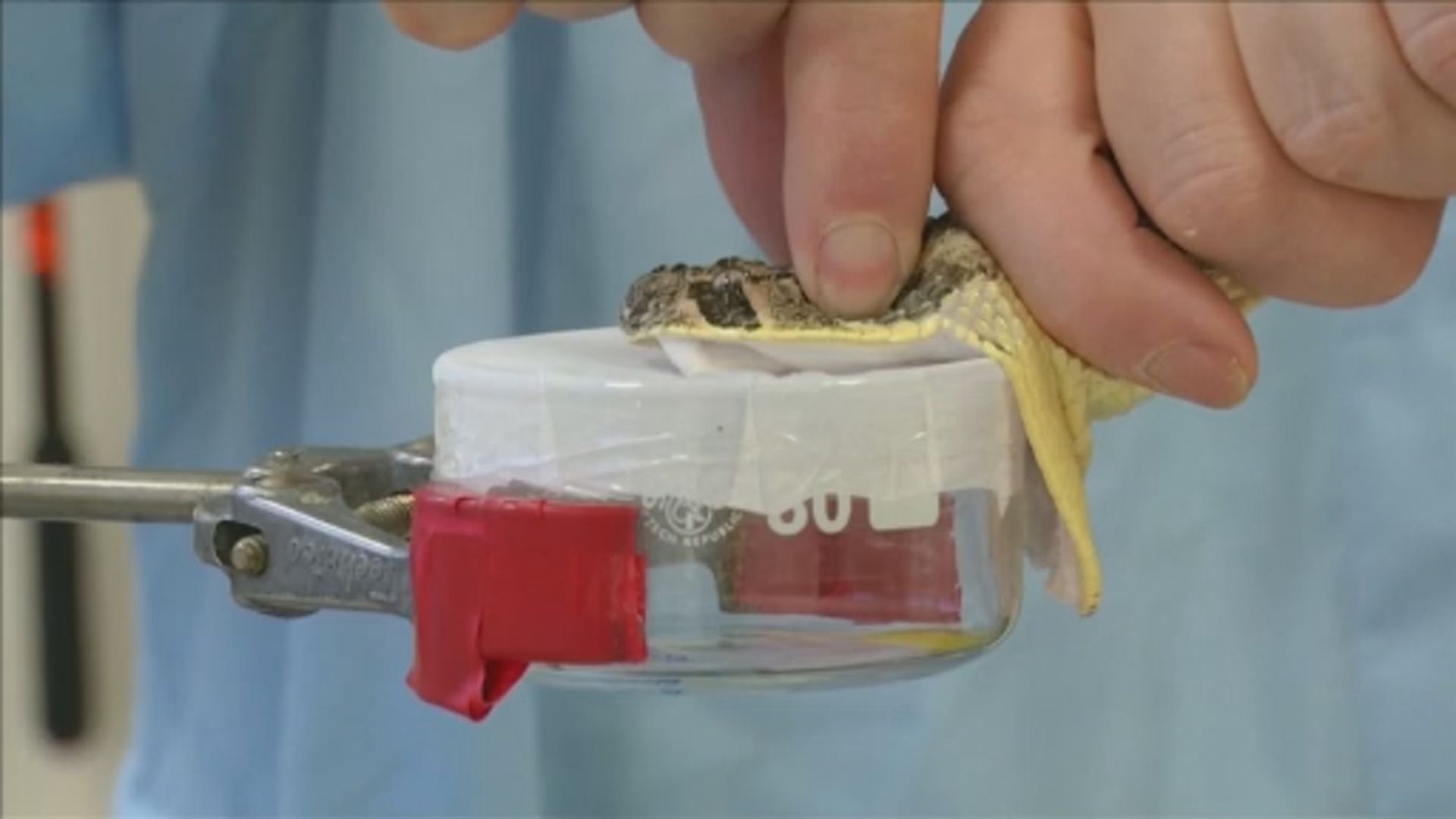 How scientists are harnessing AI to treat snakebites