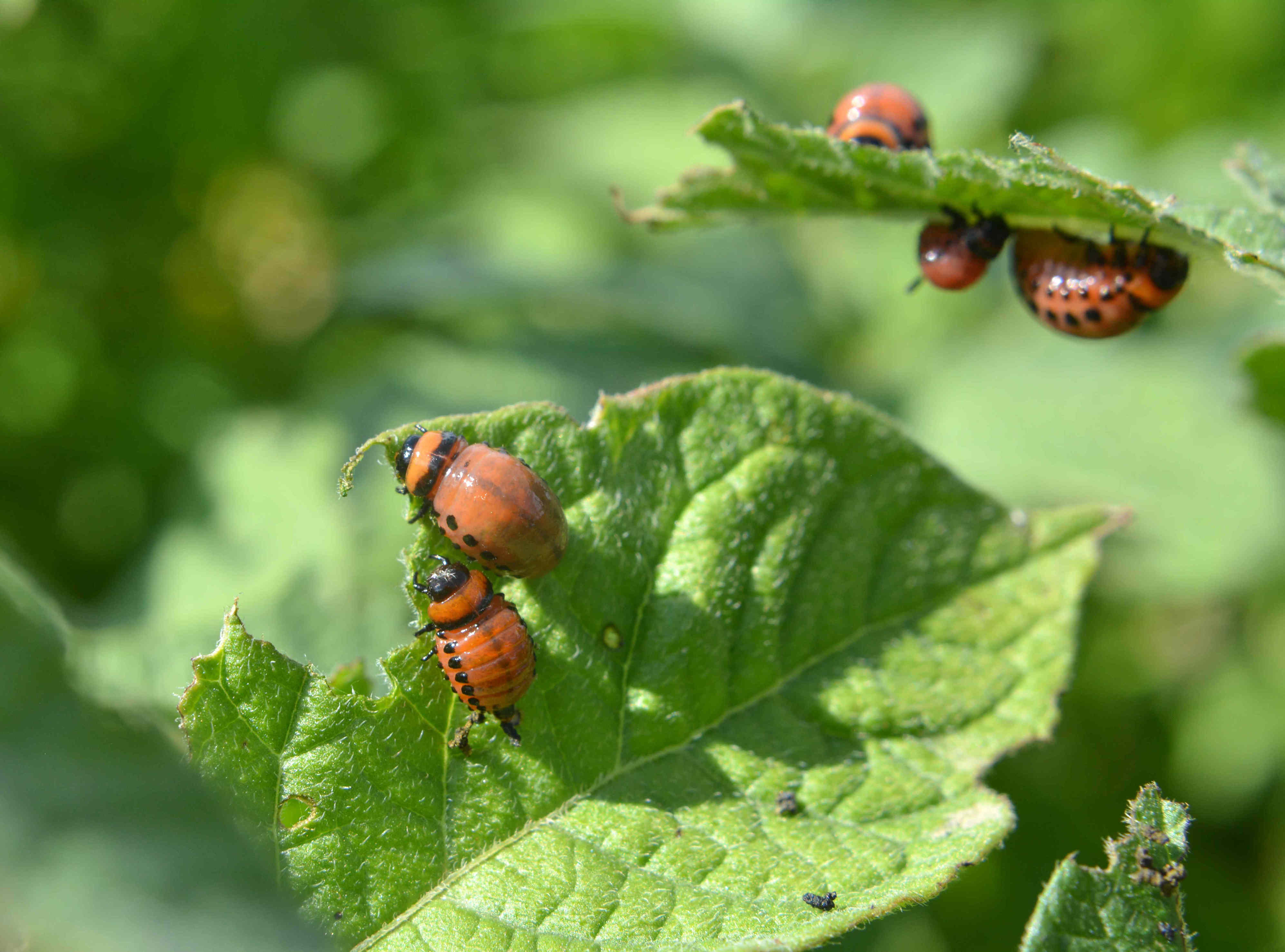 7 Plants That Are Actually Attracting Unwanted Bugs