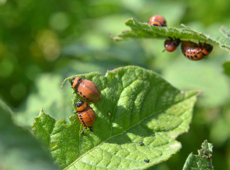 7 Plants That Are Actually Attracting Unwanted Bugs