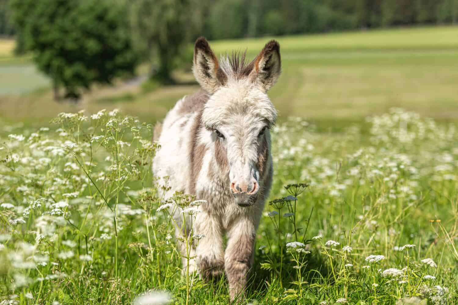 This donkey’s story has a happily ever after