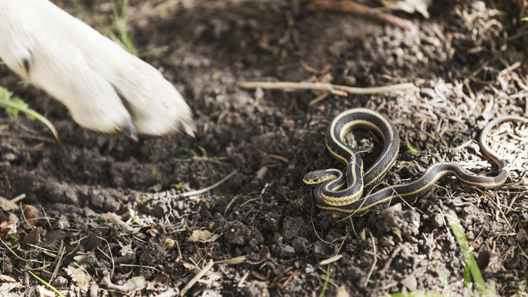 Have Snakes In Your Yard? Follow These Tips & Tricks To Keep Them Out ...