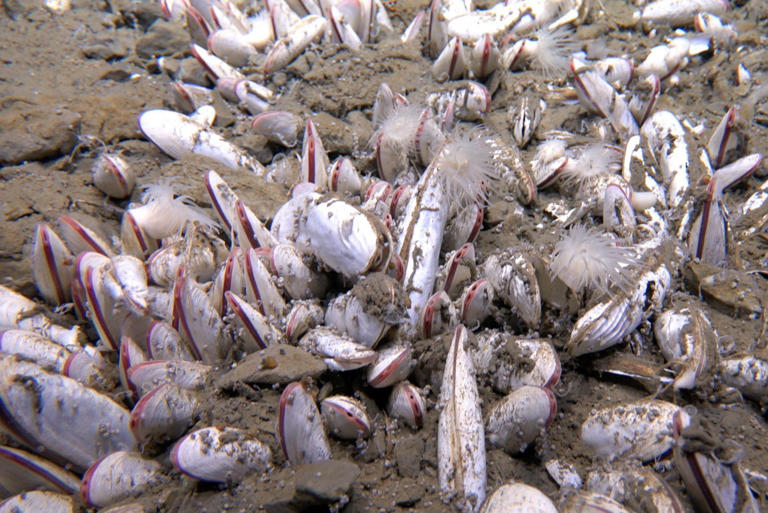 Meet the strange creatures thriving in the darkest depths of the Pacific