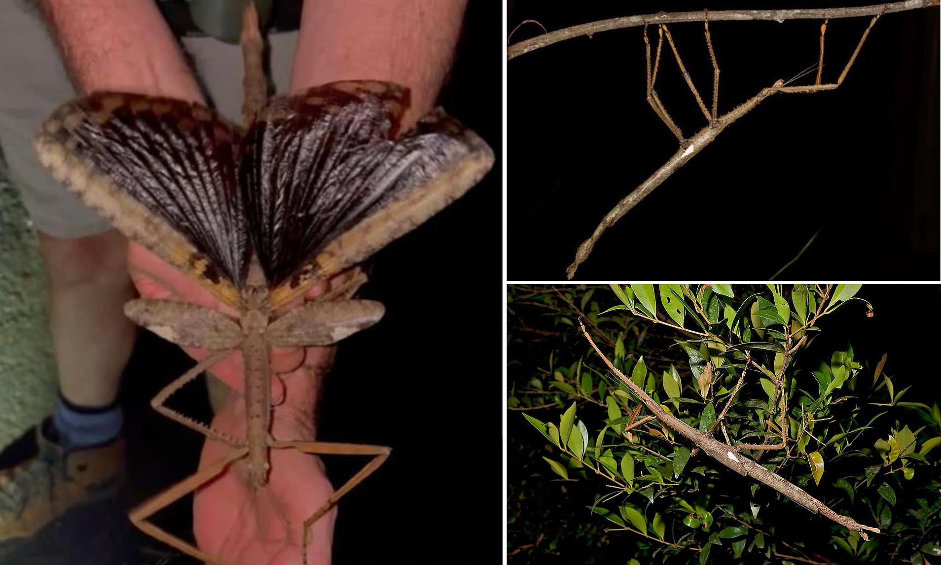 Supersized stick insect with wings the size of a BIRD has been found in ...