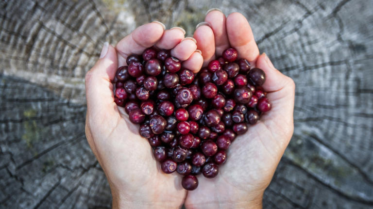 How The Huckleberry Became The Official Fruit Of 2 US States