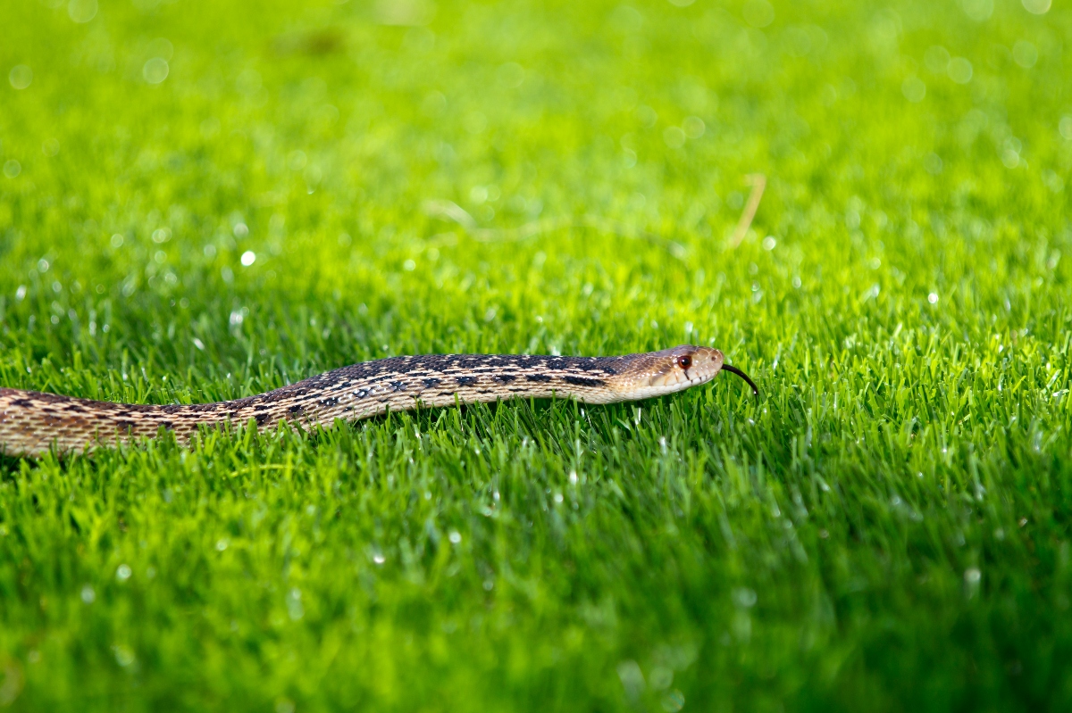 Have Snakes In Your Yard? Follow These Tips & Tricks To Keep Them Out ...