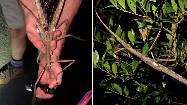 Giant stick insect discovered in North East Australia