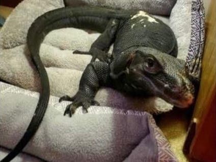 Massive Lizard On The Lam In MA Spotted Again