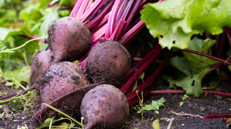 10 Easy Fruits And Vegetables To Grow From Seed In Your Own Backyard