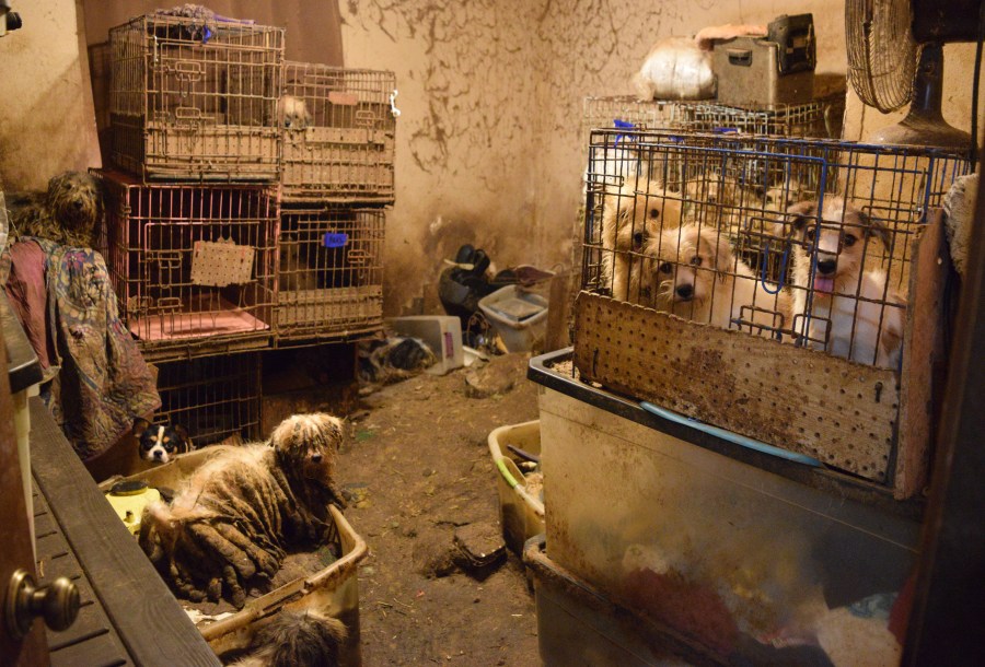 224 animals rescued in severe hoarding case in Christian Co.