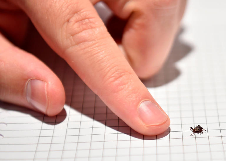How to protect yourself from ticks and what to do if you find one on you