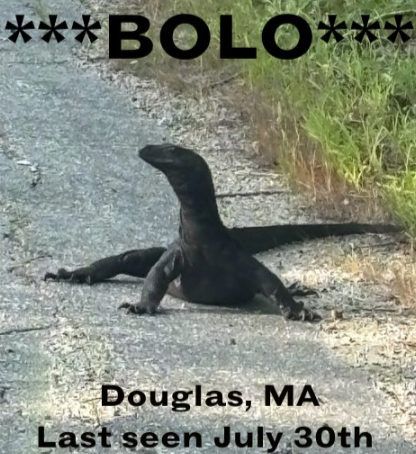 Goose, the 5-foot lizard that escaped from Webster home, spotted in Douglas