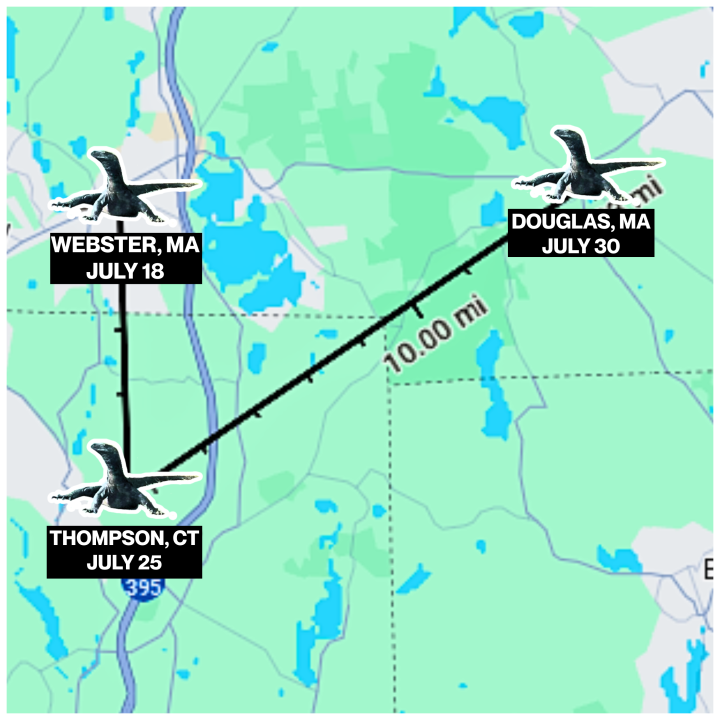Goose the water monitor lizard safely captured after weeks of searching